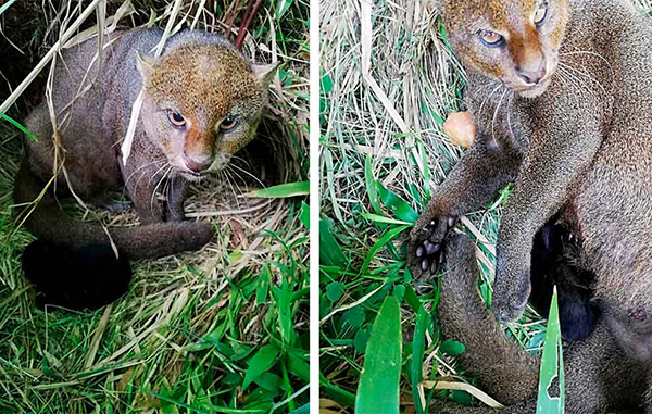 Nace gato moro en zoológico de Veracruz