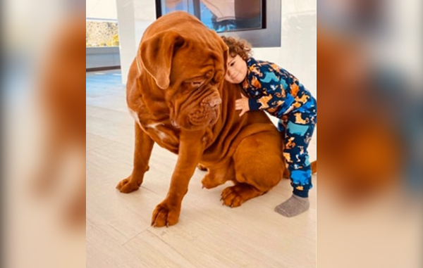 ‘Hulk’ el perro gigante del hijo de Messi