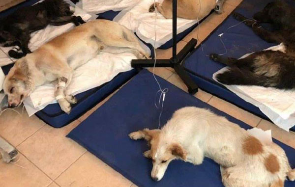 Envenenan a 9 perritos en el Edomex; dos cachorras murieron – Hora Cero Web