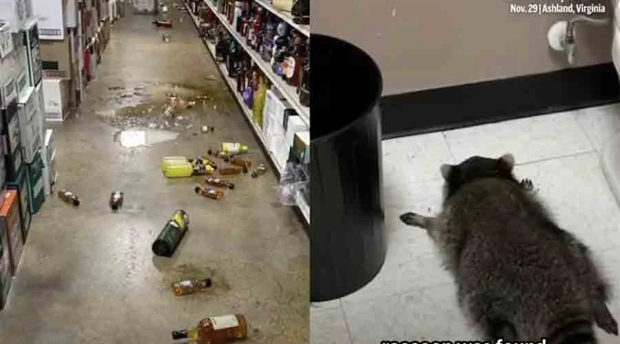 Difunden video del mapache que se emborrachó en licorería de EU